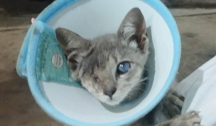 Em Prol Da Minha Gatinha Com Deficiência Visual Vaquinhas Online