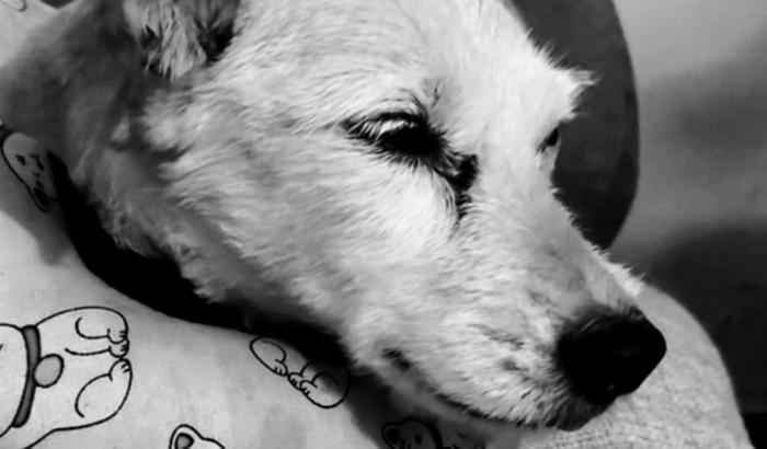 Despesas da internação (Lucrécia) | Vaquinhas online