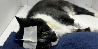 Salve o Jake ️‍🩹 | Vaquinhas online