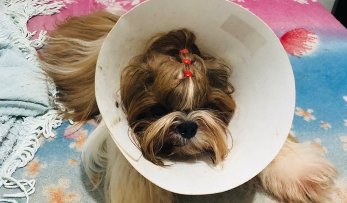 Ajude o Tobias | Vaquinhas online