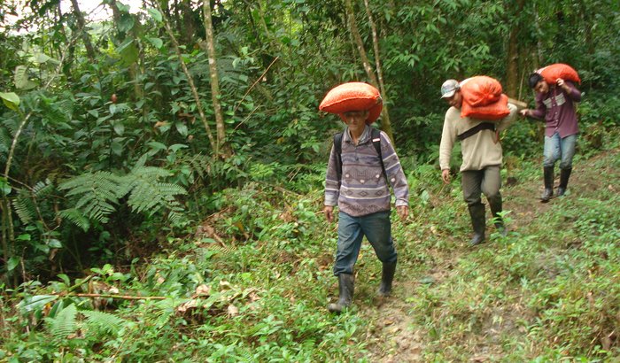 Palmiteiro não é ladrão | Vaquinhas online