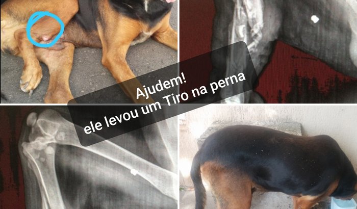 TED foi baleado na perna, ajudem por favor | Vaquinhas online