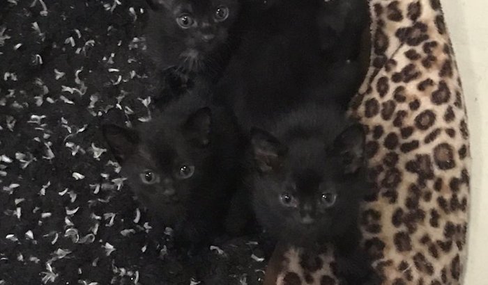 Familia de 13 gatos precisa de ajuda para sobreviver | Vaquinhas online